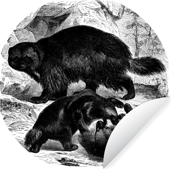 Illustration de wolverines Wall Circle Sticker papier peint ⌀ 30 cm ...