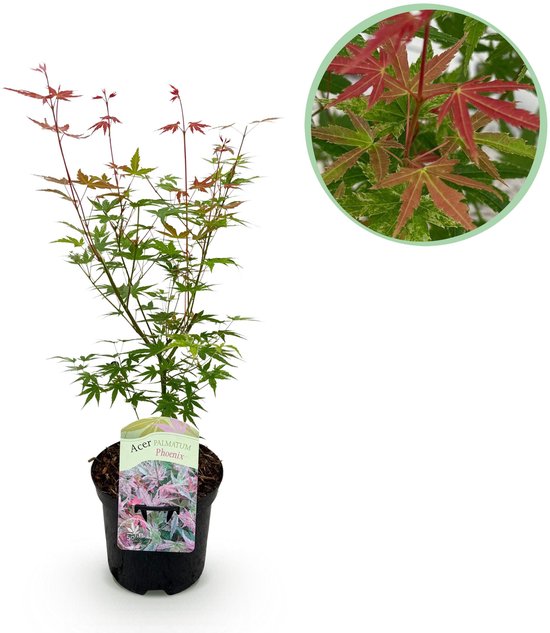 Tuinplantenshop.com | Terrasplant - Japanse Esdoorn - Acer palmatum ...