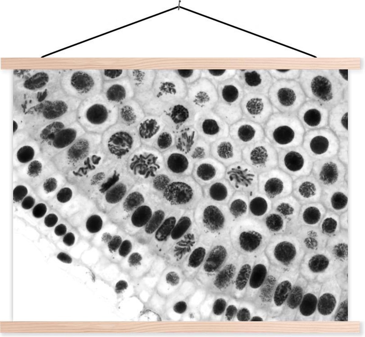 Schoolplaat - Cellen onder de microscoop - zwart wit - 60x45 cm ...