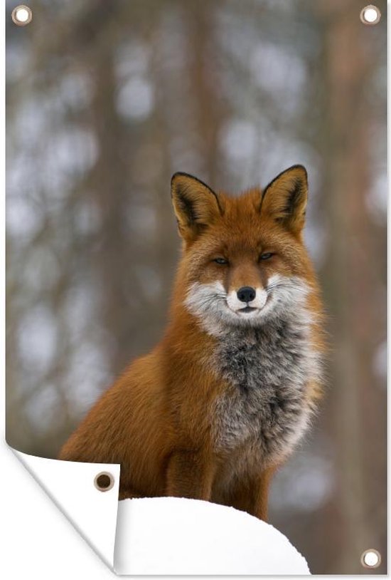 Affiche de jardin Renard roux dans la forêt 40x60 cm - petit - Toile de ...