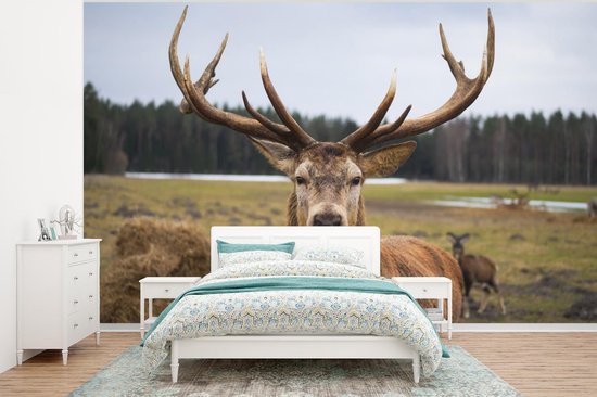 Behang - Fotobehang Hert - Gewei - Natuur - Breedte 320 cm x hoogte 240 ...