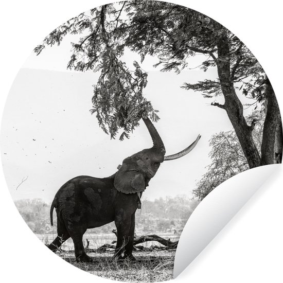 WallCircle - Muurstickers - Behangcirkel - Olifant - Boom - Dieren - Zwart wit - ⌀ 30... | bol