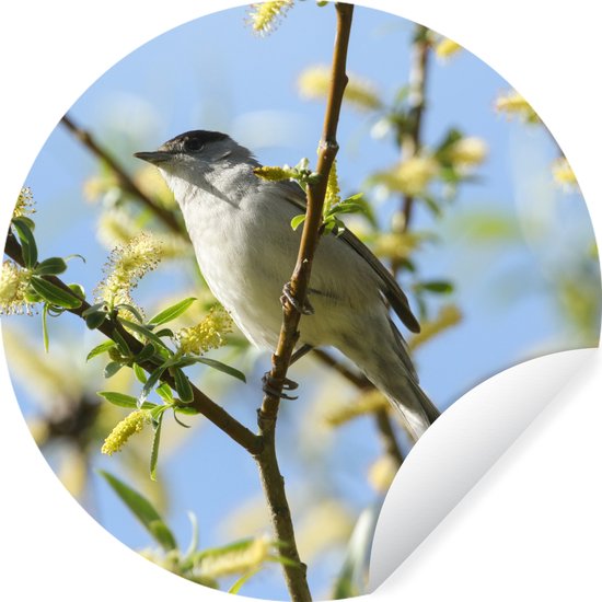 WallCircle - Muurstickers - Behangcirkel - Vogel in een boom - 100x100 cm - Muurcirkel... | bol