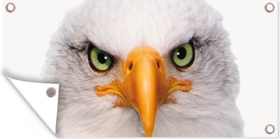 Poster de jardin Garçons - Aigle - Pygargue à tête blanche - Vogel ...