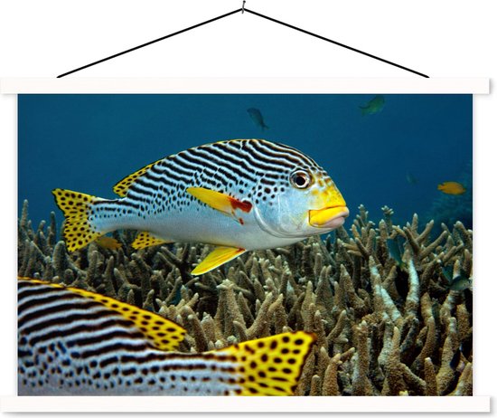 Schoolplaat - Vis - Bodem - Zee - 150x100 cm - Witte latten | bol.com