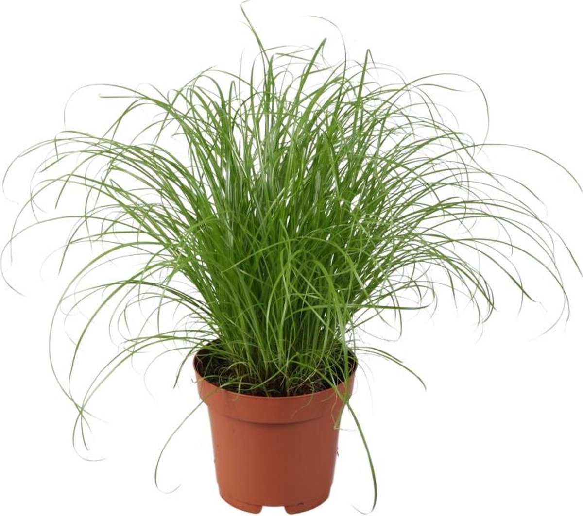 Grassen en bodembedekkers – Kattengras (Cyperus Alternifolius Zumula ...