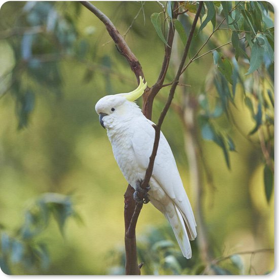 Muismat - Witte kaketoe tussen de groene bladeren - 20x20 | bol