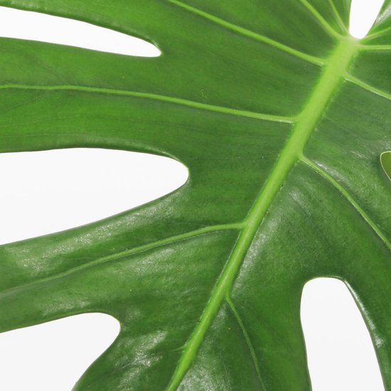 2x Plante d'intérieur Monstera Deliciosa Tauerii Large - Plante trouée ...