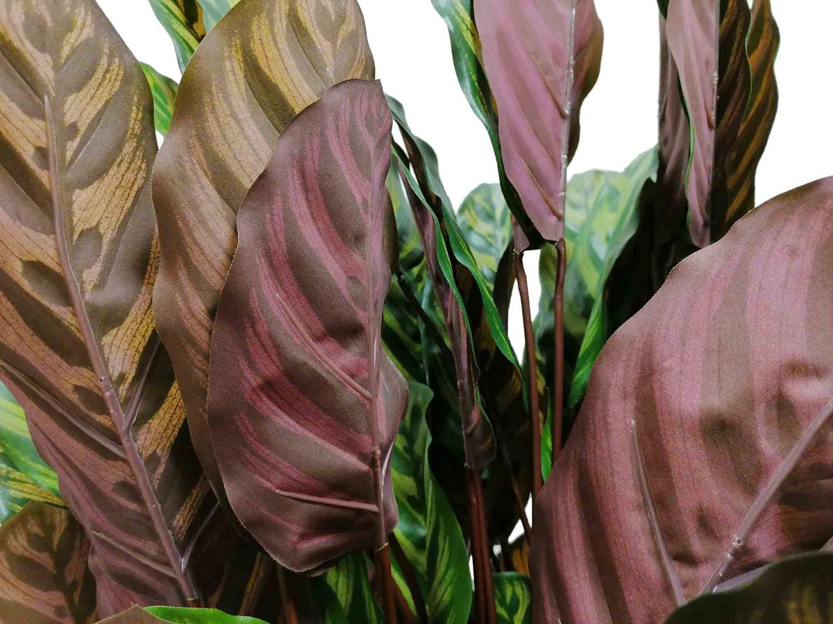 Calathea Red | bol.com
