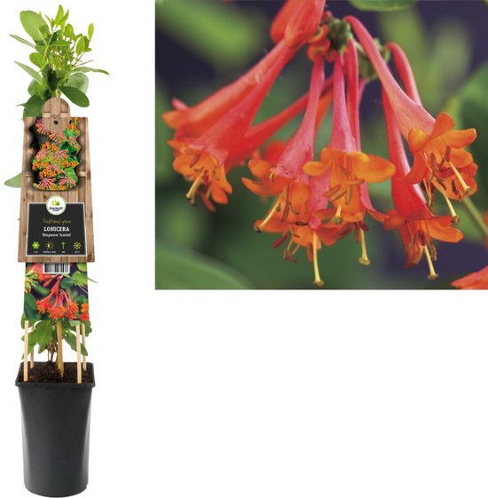 Klimplant Lonicera Dropmore Scarlet 75 cmVan der Starre | bol.com