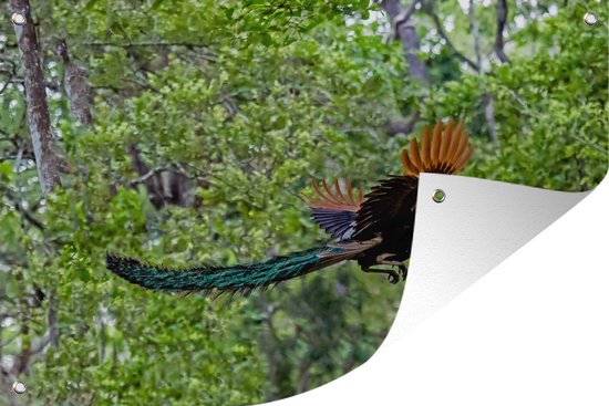 Tuinposter - Tuindoek - Tuinposters buiten - Pauw - Vliegen - Bos ...