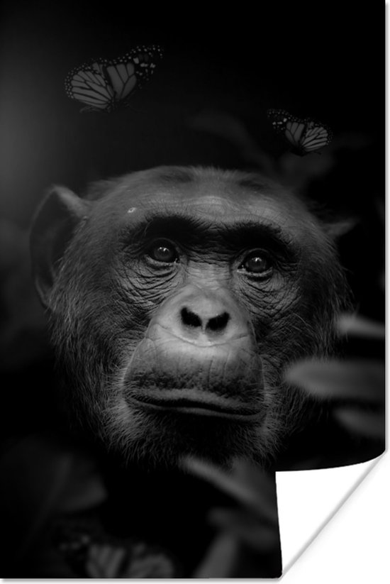 Poster Portret van een aap met vlinders in de jungle - zwart wit ...
