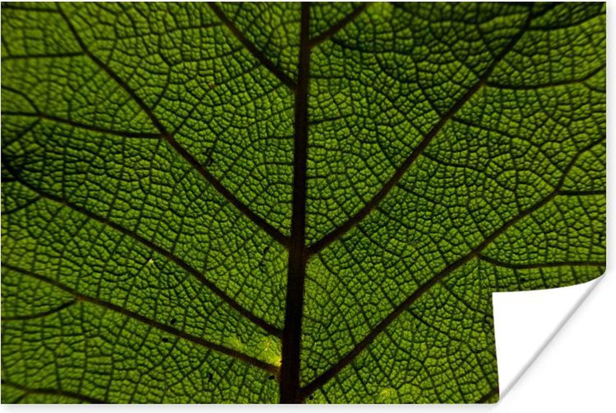 bol.com | Blad nerven poster papier 60x40 cm - Foto print op Poster ...