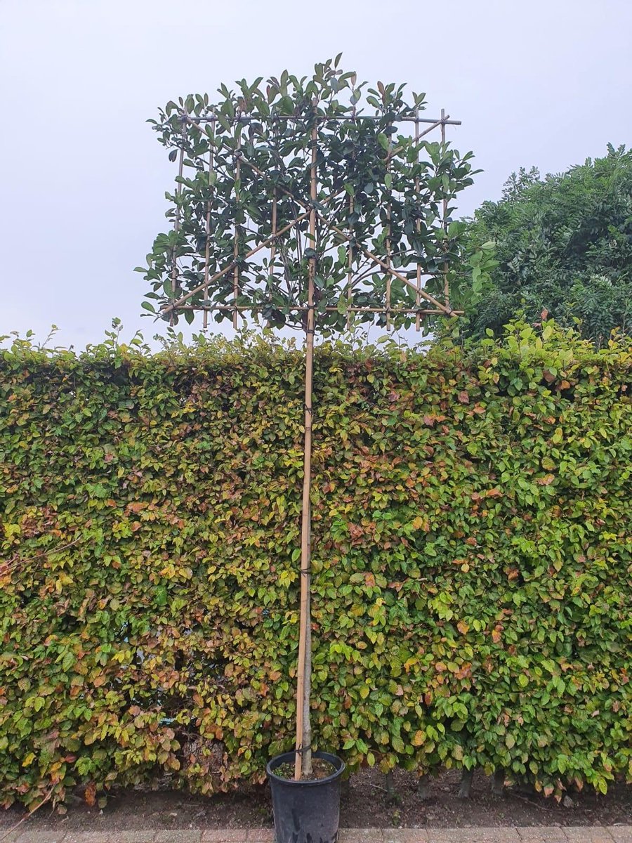 Lei-Glansmispel - Lei Photinia fraseri Red Robin | 200 cm stamhoogte | bol.com