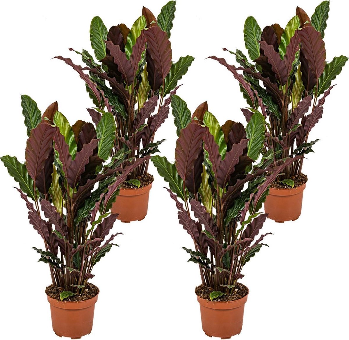 Calathea 'Tropistar | Luchtzuiverende Calathea per 4 stuks-Kamerplant ...