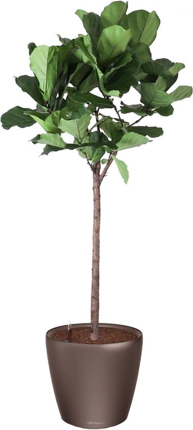 Ficus Lyrata op stam in watergevende Classico bruin | Vioolbladplant / Tabaksplant | bol.com