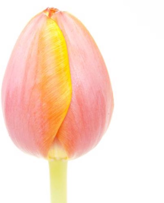 50x Tulipa ad rem 20cm | bol