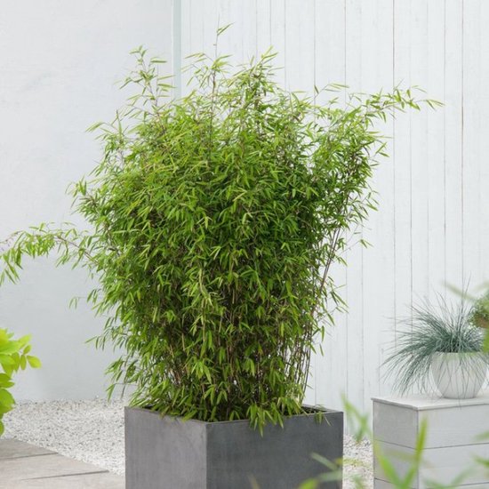 Plants Online BV - Planten - Tuinplanten - Vaste planten - Set van 1 ...