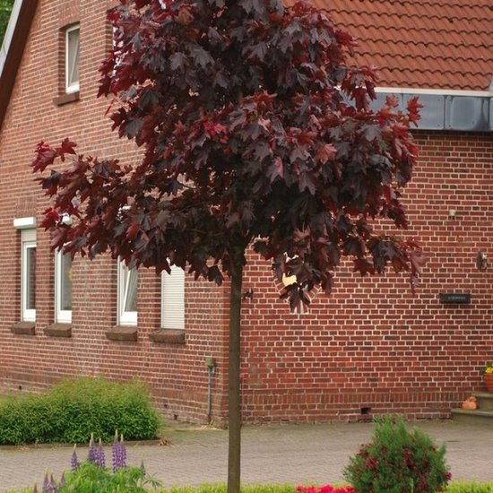 Plants Online BV - Planten - Tuinplanten - Heesters - Set van 10 - Acer ...