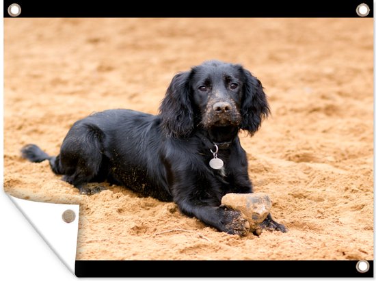 Muurdecoratie buiten Zwarte Engelse cockerspaniël speelt in het zand ...