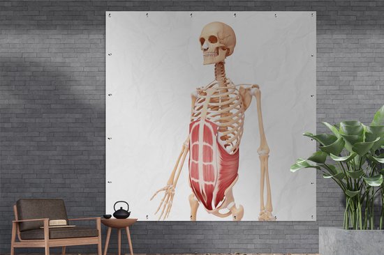 Tuin poster Een illustratie van de rectus abdominis spier - 200x200 cm ...