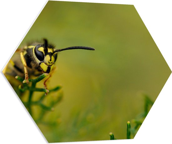 WallClassics - PVC Schuimplaat Hexagon - Wesp op Groene Takken - 70x60 ...