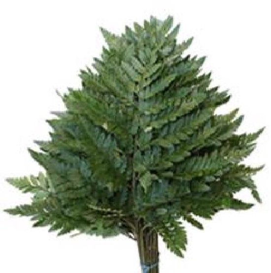 20x Sg ledervaren junior | bol