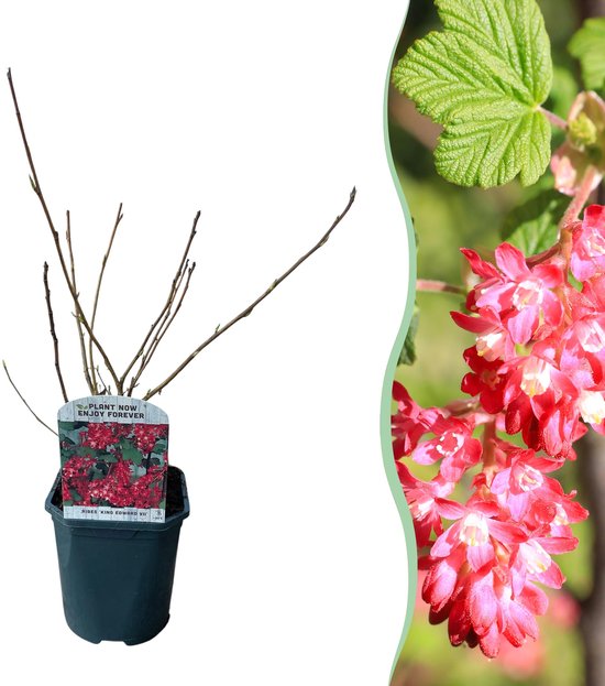 Tuinplantenshop.com | Heesters - Ribes sanguineum Kind Edward - Bloem ...
