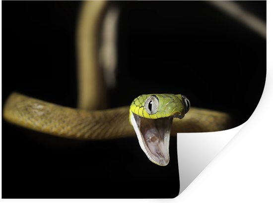 Muurstickers - Sticker Folie - Slang - Dier - Zwart - 80x60 cm ...