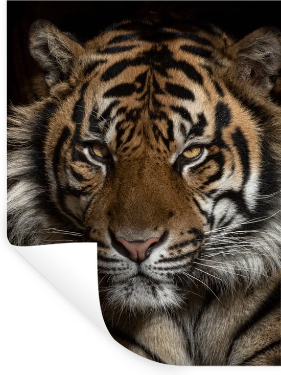 Muurstickers - Sticker Folie - Tijger - Wilde dieren - Portret - 120x160 cm -... | bol