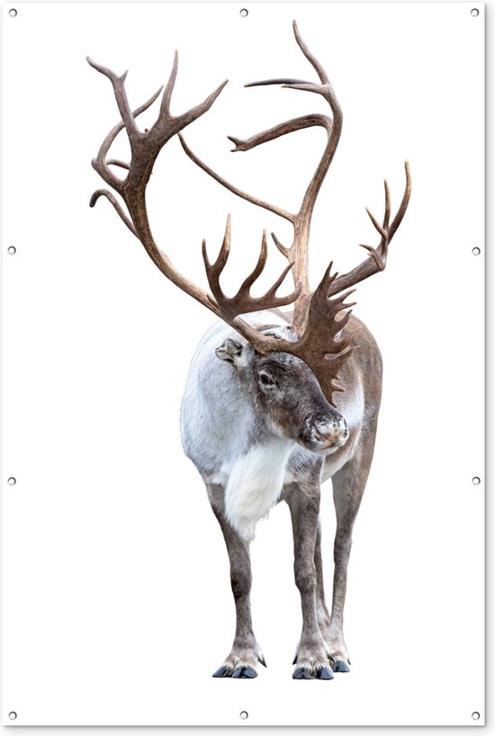 Muurdecoratie Rendier - Gewei - Wit - 120x180 cm - Tuinposter ...