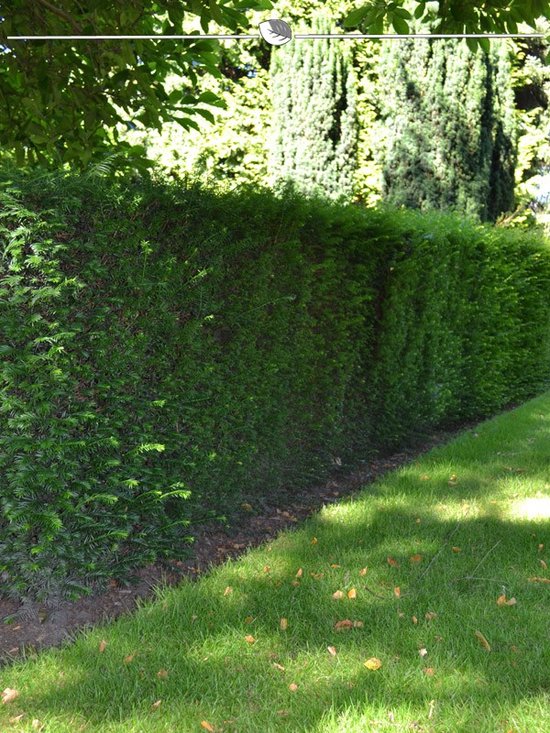 Venijnboom Taxus baccata 80-100 cm in Pot, 40x Haagplant | bol