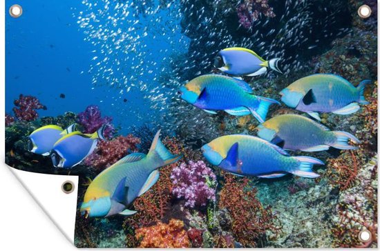 Tuinposter Koraal - Vissen - Papegaaivis - 190x120 cm - Wanddecoratie ...