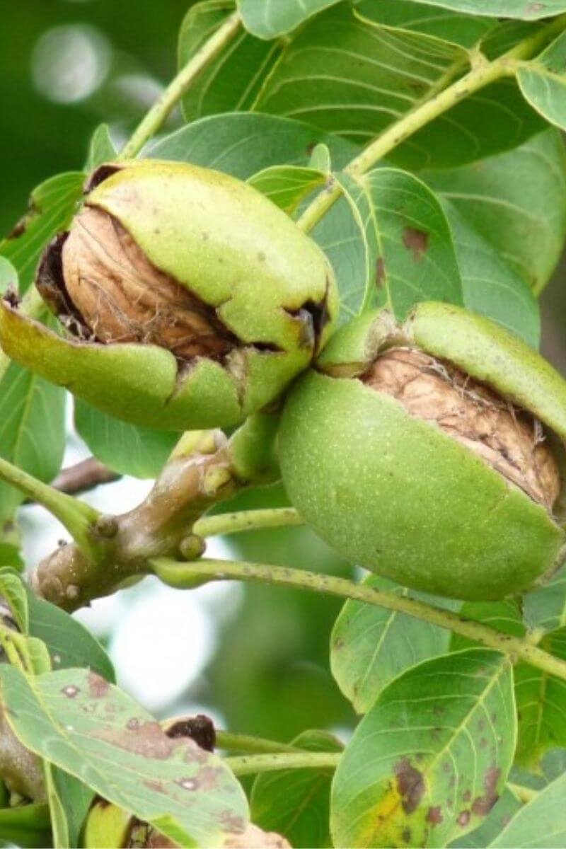 Jonge Walnotenboom | Juglans regia ' | 80-100cm hoogte | bol.