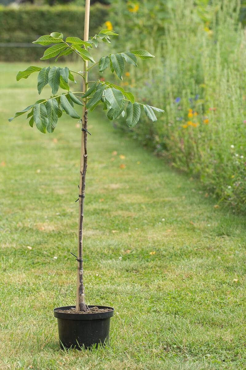 Jonge Walnotenboom | Juglans regia 'Broadview' | 60-80cm hoogte | bol.com