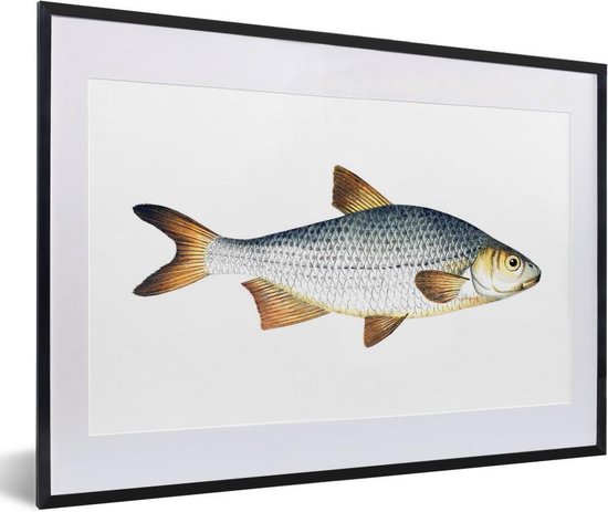Fotolijst incl. Poster - Vis - Karper - Zilver - 60x40 cm - Posterlijst ...