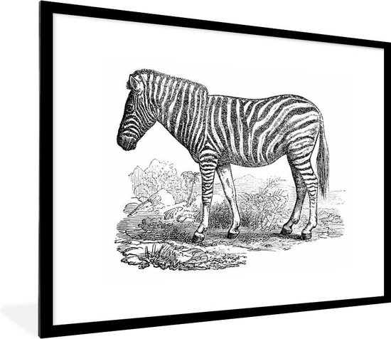 Fotolijst incl. Poster - vintage tekening van de Quagga - 80x60 cm ...