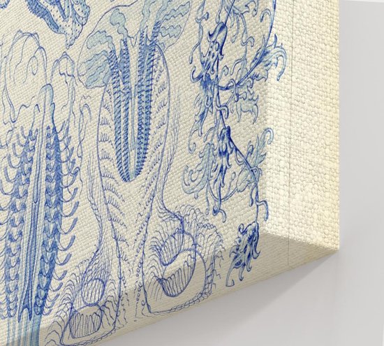 Hormiphora - Ctenophorae (Kunstformen der Natur), Ernst Haeckel - Foto ...