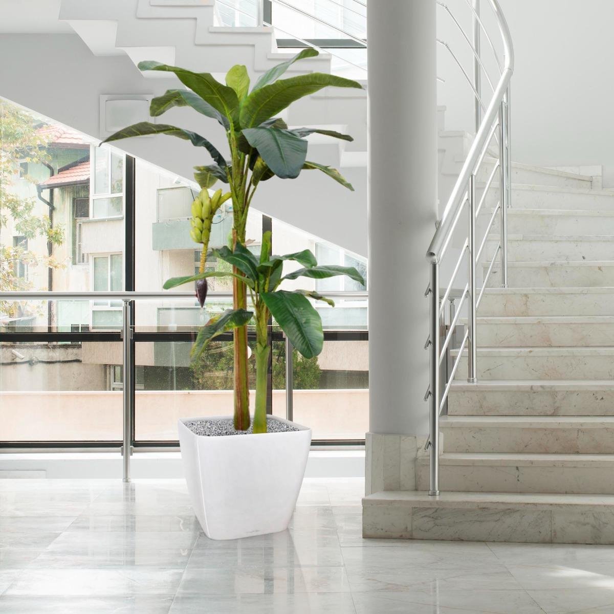 Bananenboom 180 cm x2 | bol.com