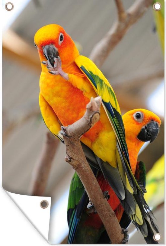 Portrait en gros plan de deux perruches du soleil Affiche de jardin ...