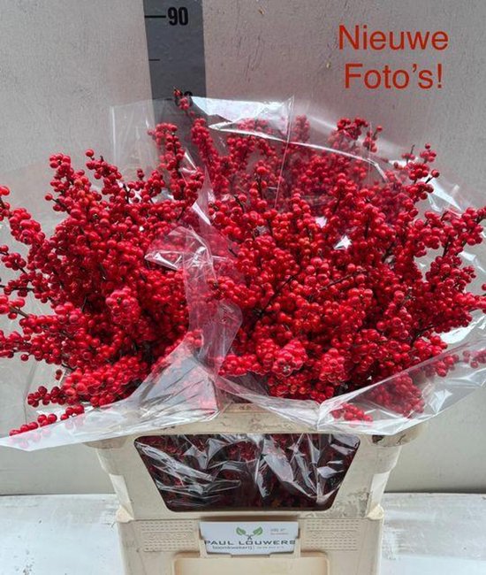 10x Ilex verticillata 80cm | bol