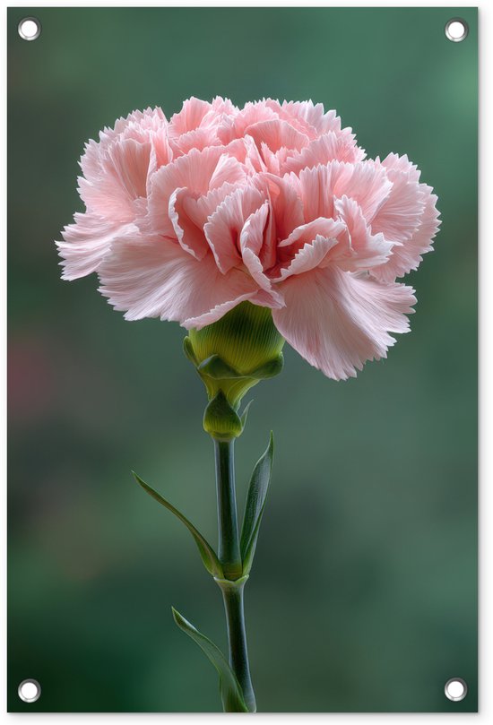 Tuinposter 40x60 cm - Tuindecoratie Anjer - Roze - Bloemblaadjes ...