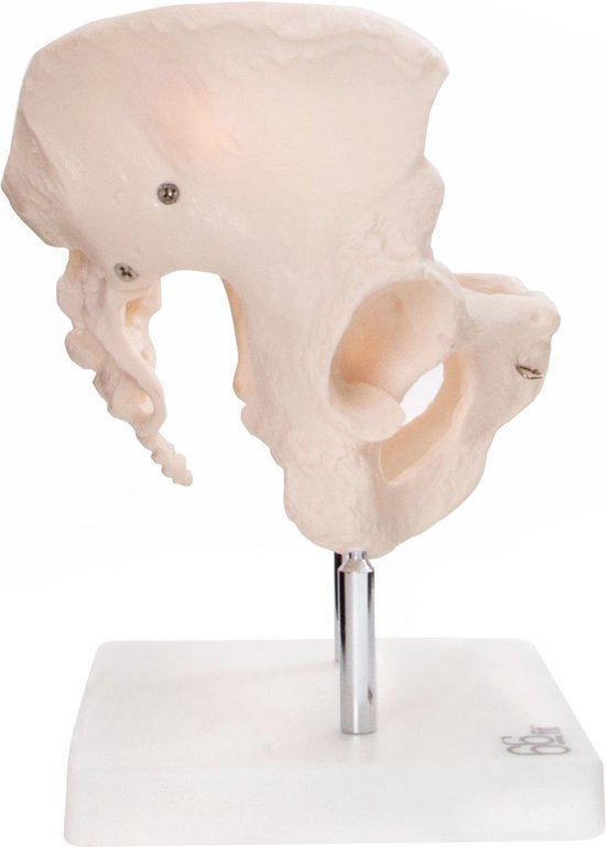 Levensgroot Vrouwelijk Bekken Anatomisch Model met Standaard | bol