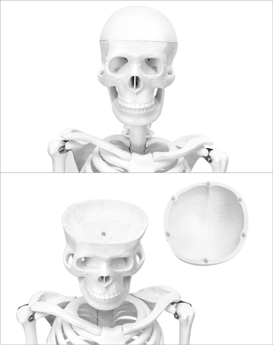 Skeletmodel 85 cm - Menselijk Anatomisch Model voor Medisch Onderwijs | bol