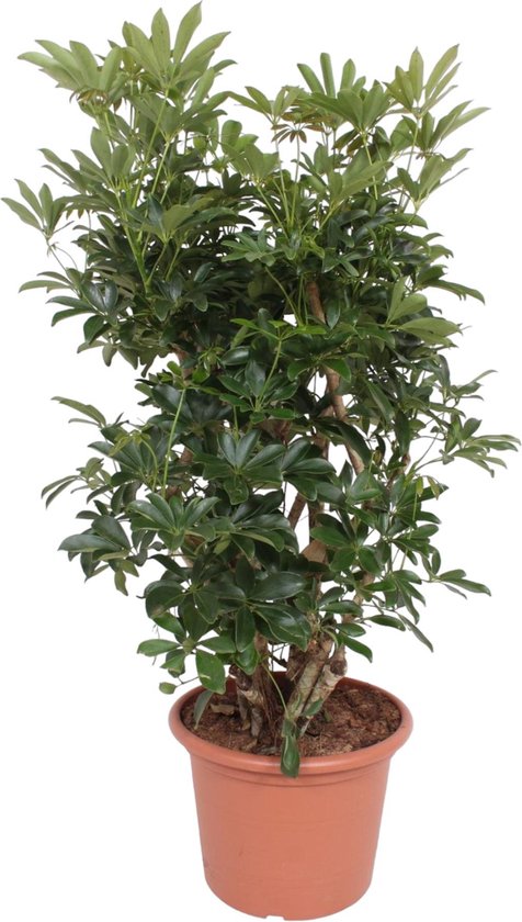 Vertakte variant van de groenblijvende Dwergparapluplant (Schefflera ...