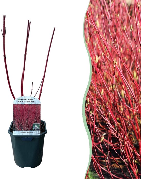 Green boutiQ - Heesters - Cornus sibirica - Rode Takken - 1 Plant ...