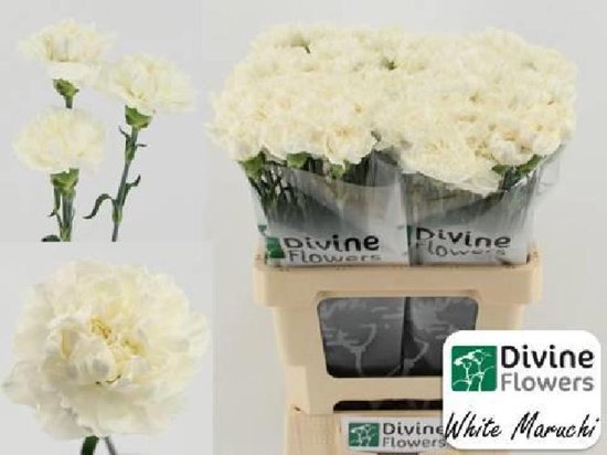 20x Dian.maruchi bianco 60cm | bol