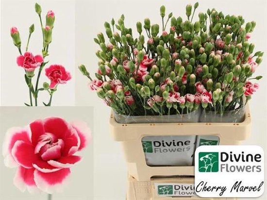10x Dian.tros cherry marvel 60cm | bol