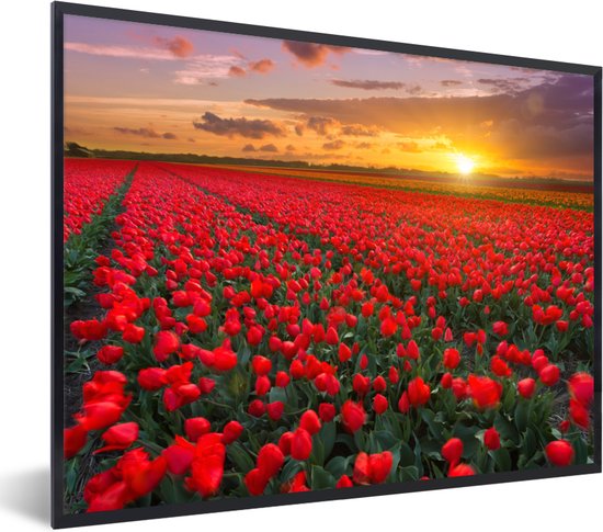 Fotolijst incl. Poster - De zon schijnt over de vele rode tulpen ...