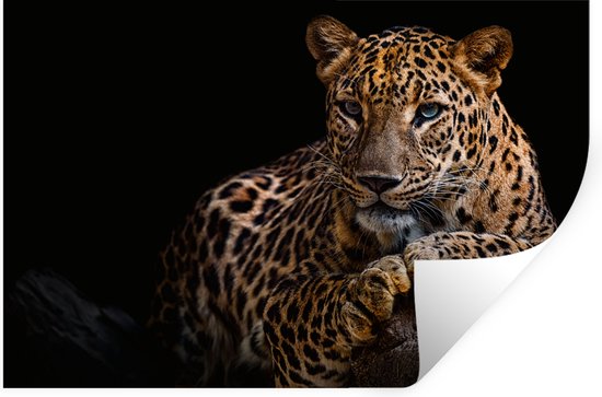 Muurstickers - Sticker Folie - Wilde dieren - Panter - Portret - Zwart - Dieren -... | bol.com